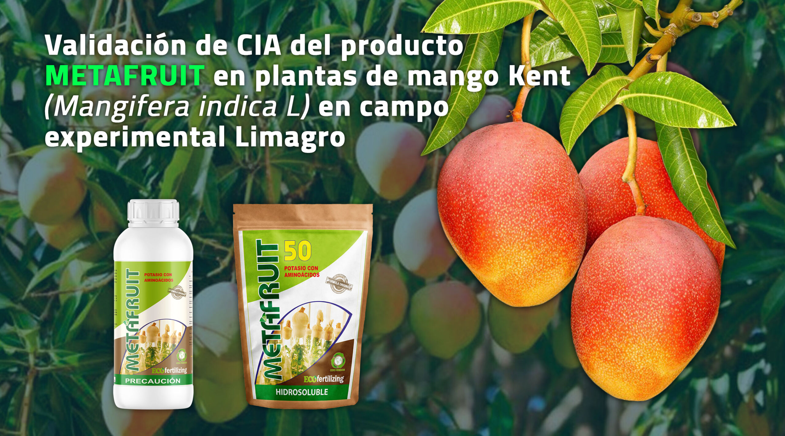 Validación de CIA del producto METAFRUIT en plantas de mango Kent ...