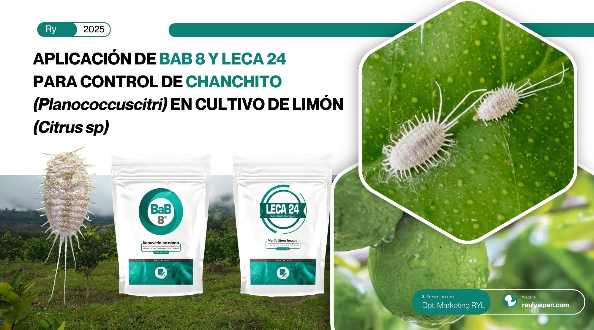 Así se controla el chanchito blanco con productos biológicos